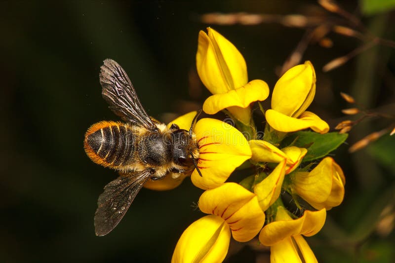 Leaf Cutter Bee stock photo. Image of insect, ecology - 92948480