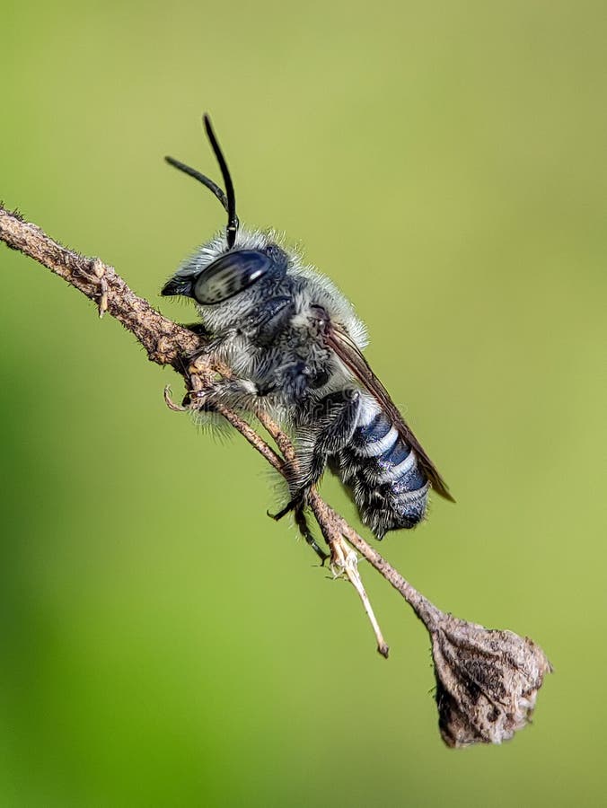 Leaf Cutter Bee Perched on the Plant Stock Image - Image of entymology ...