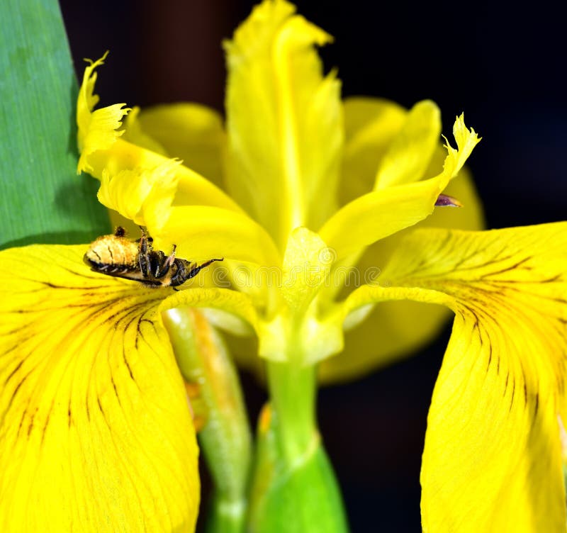 Leaf Cutter Bee on a Yellow Iris Stock Image - Image of bloom, pollen ...