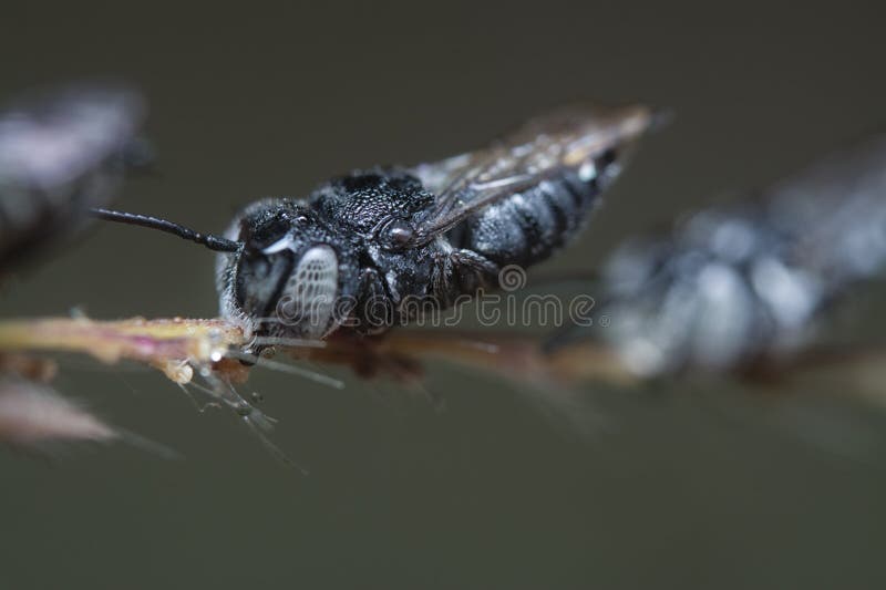 Leaf Cutter Cuckoo Bee Sleeping with Its Jaw Holding on the Stalk ...