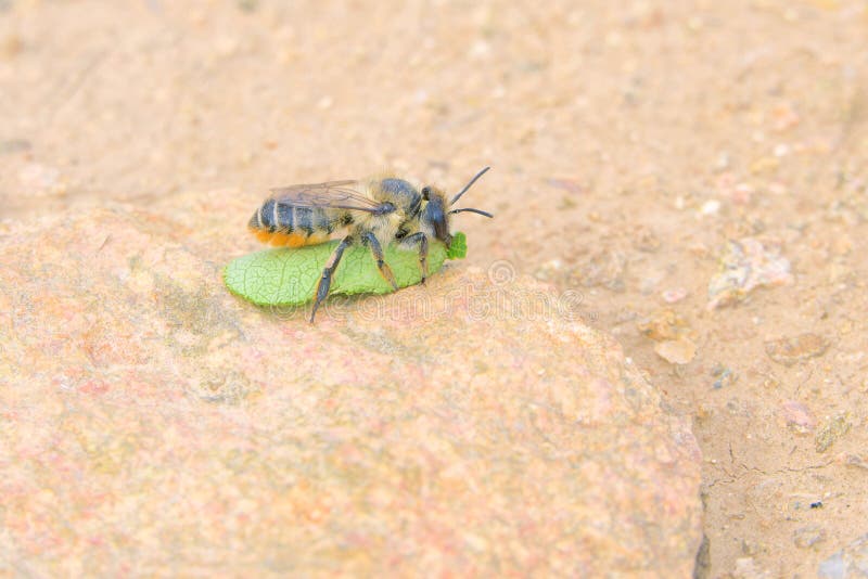 Leaf-cutting bee stock image. Image of insect, natural - 242657341