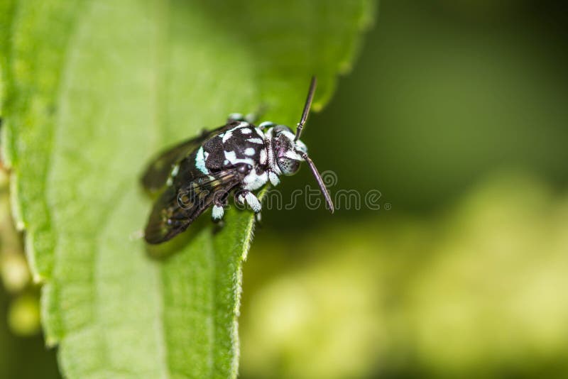 Leaf-cutting Bees on Nature Background Stock Image - Image of insect ...