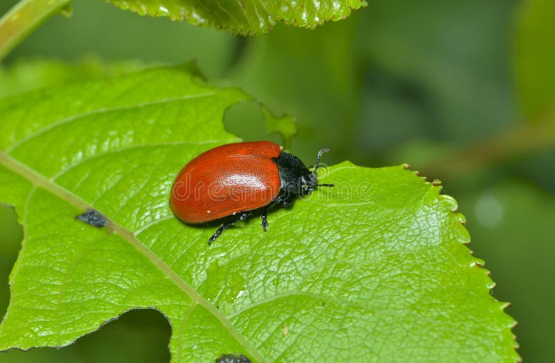 61,138 Leaf Cutting Photos - Free & Royalty-Free Stock Photos from ...