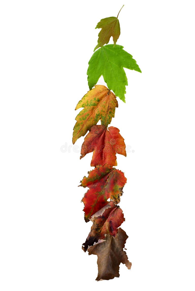 268 Maple Leaf Life Cycle Seasons Stock Photos - Free & Royalty-Free ...