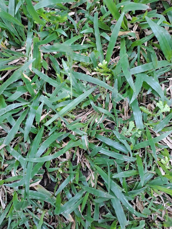 The Leaf of Cynodon Dactylon Stock Image - Image of crop, herb: 277338077