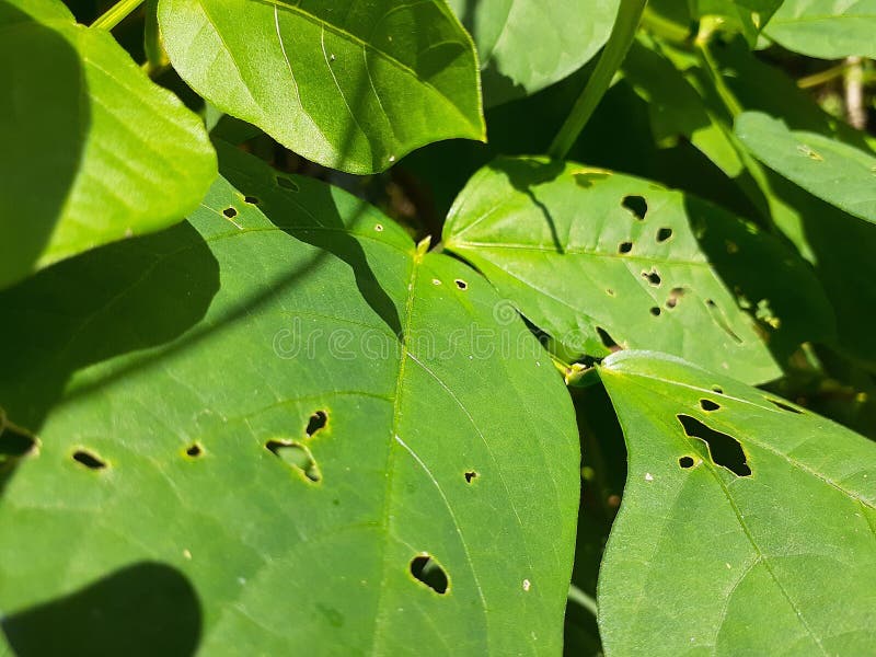 1,916 Sun Bugs Stock Photos - Free & Royalty-Free Stock Photos from ...