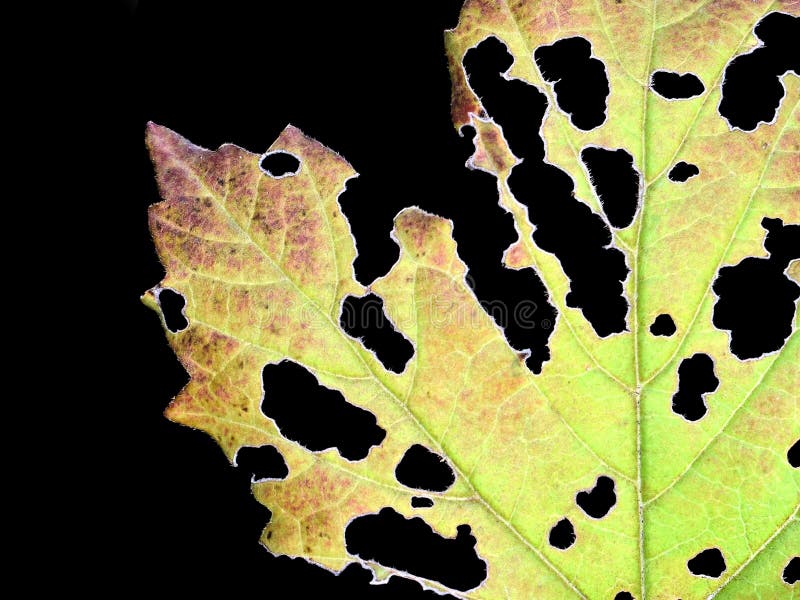 Leaf Damaged by Insect, Close Up View Stock Photo - Image of europe ...