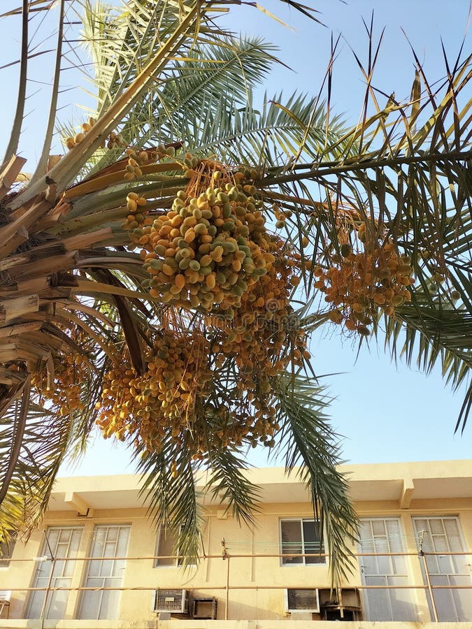 Leaf date in Saudi stock photo. Image of agriculture - 266261298