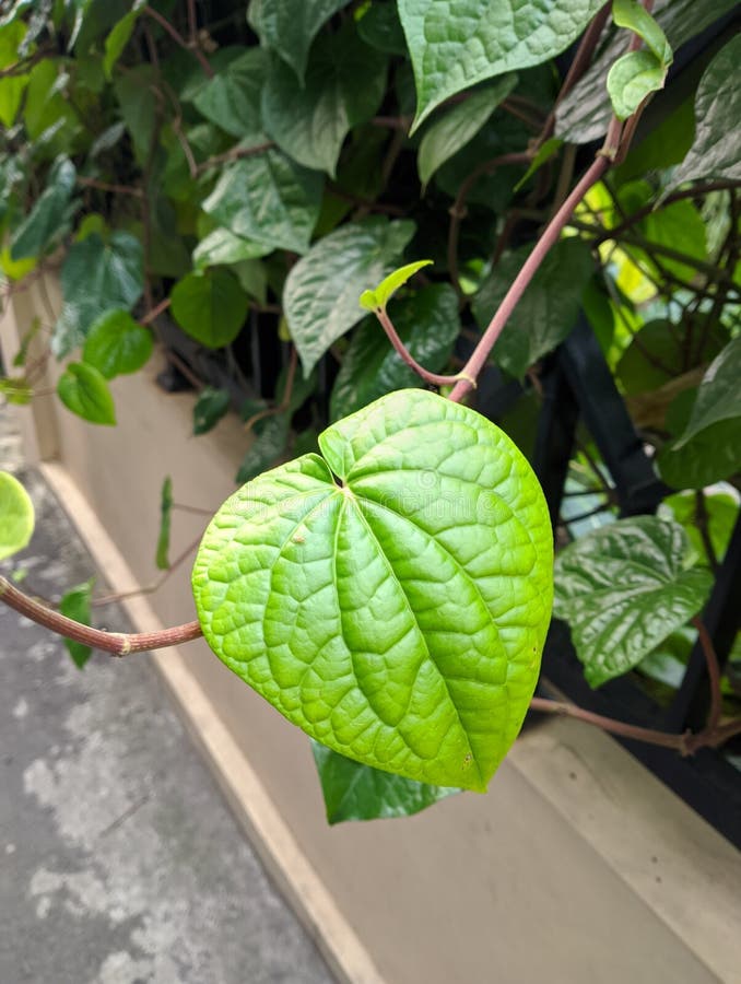 Siruh Stock Photos - Free & Royalty-Free Stock Photos from Dreamstime