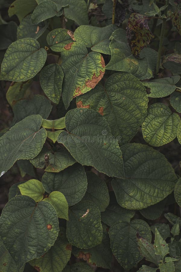 Leaf Decay Background stock image. Image of foliage - 273578801