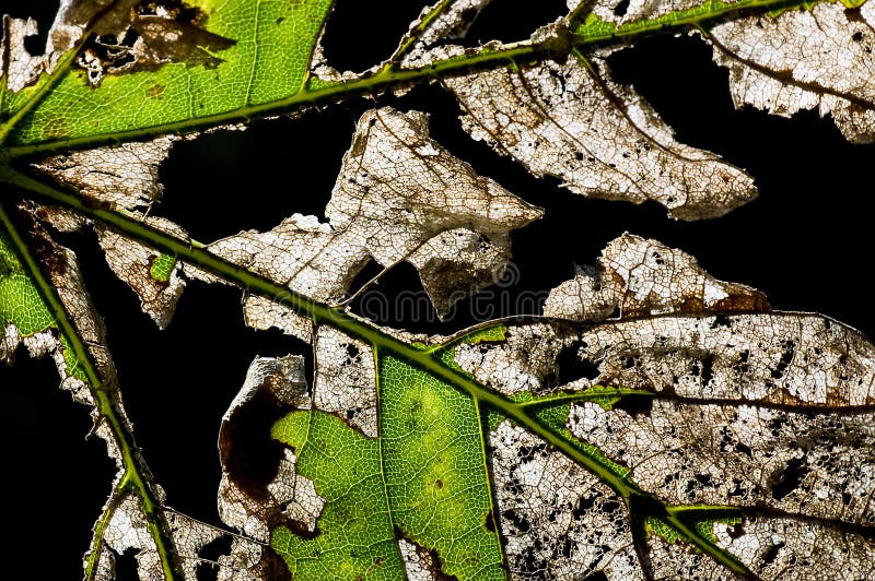 Leaf Decay stock image. Image of leaf, photographed, library - 55369949