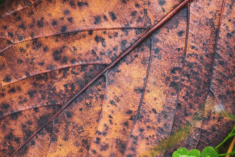 Leaf Decay Texture, Dead Leaf Texture, Autumn Leaf Texture Stock Photo ...