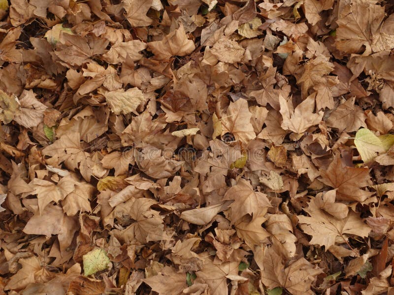 Leaf, Deciduous, Autumn, Soil Picture. Image: 108523770
