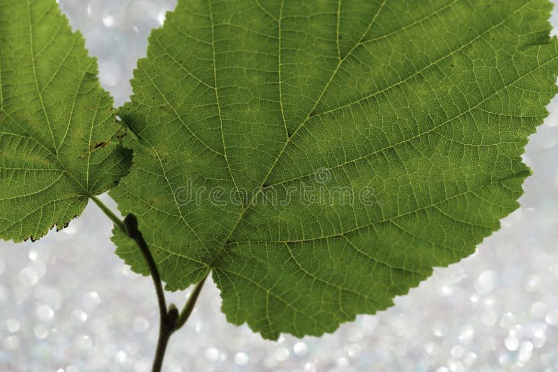Leaf of a deciduous tree stock photo. Image of color - 281729948