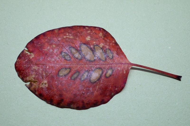 Leaf of a Deciduous Tree with Leaf Veins Stock Photo - Image of macro ...