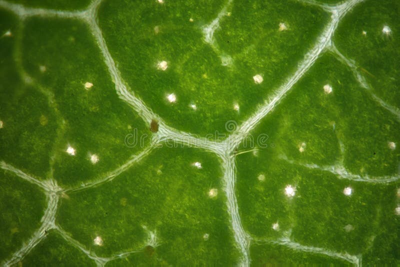 101 Veins Under Microscope Stock Photos - Free & Royalty-Free Stock ...