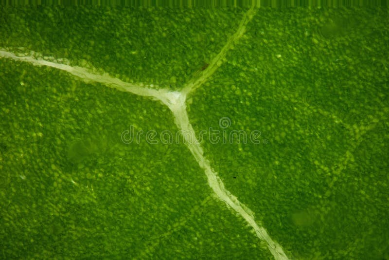 123 Veins Under Microscope Stock Photos - Free & Royalty-Free Stock ...