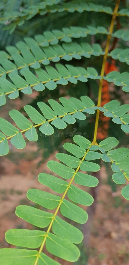 Leaf stock image. Image of juvenile, leaf, field, depth - 129607531