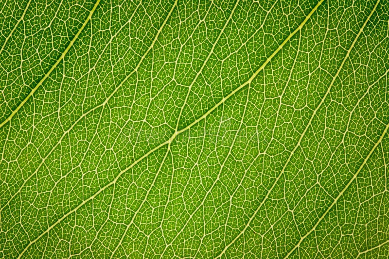 Leaf ribs and veins stock image. Image of shape, plant - 23709433