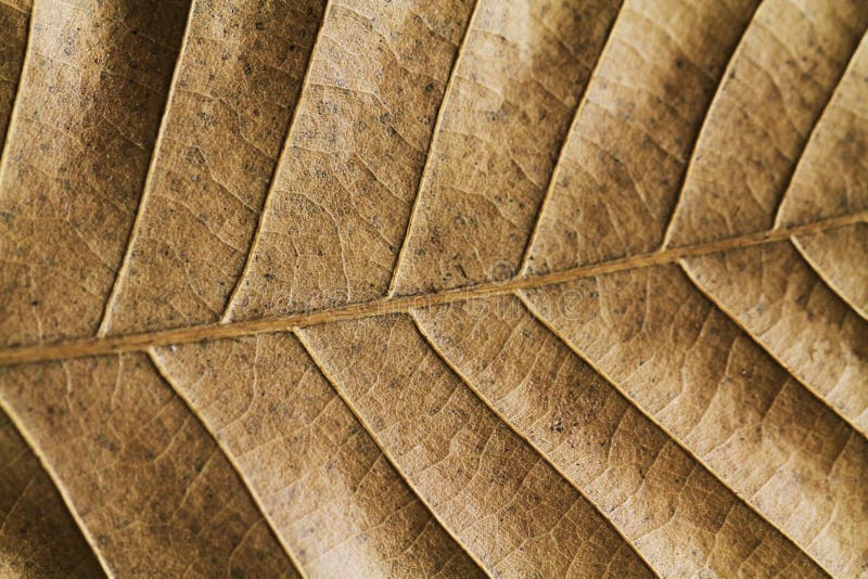 Leaf detail stock image. Image of texture, decayed, nature - 3426081
