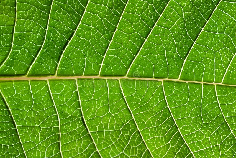 Leaf detail. stock photo. Image of foliage, abstract, nature - 3968350