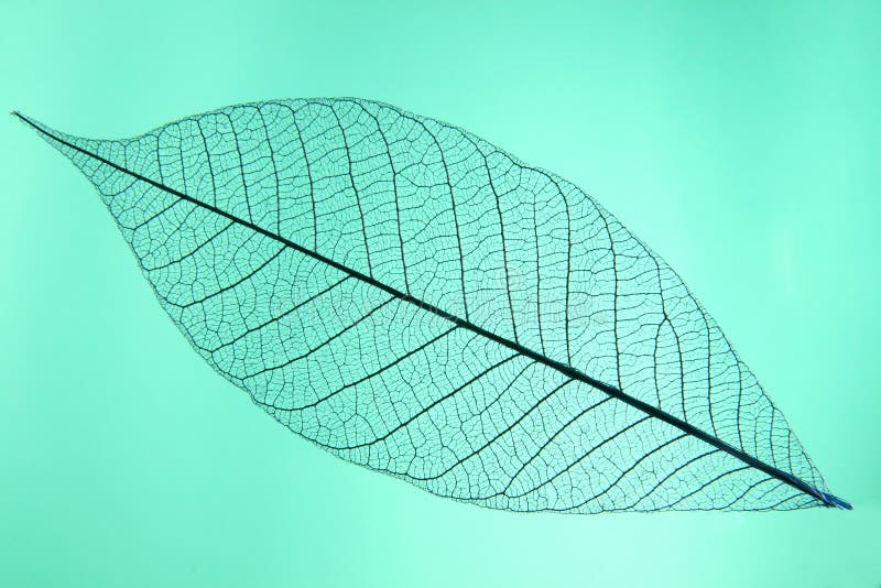 Leaf Detail Picture. Image: 5845538