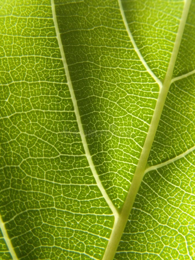 Leaf Detail stock photo. Image of leaves, vien, vegetation - 866624
