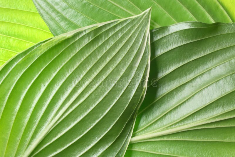 Kava leaf stock photo. Image of kava, herbal, medicine - 32793820