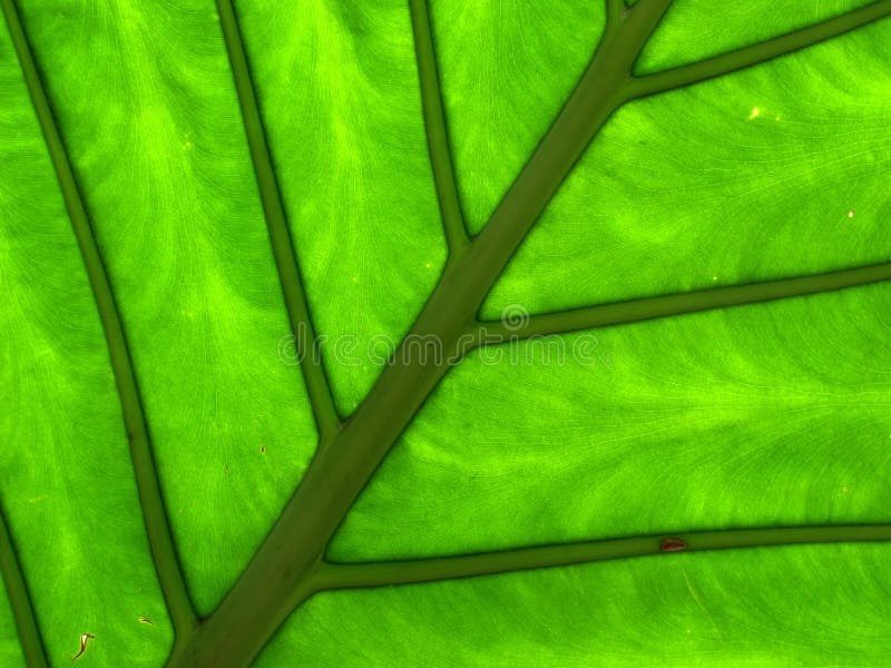 Leaf detail stock photo. Image of background, macro, grow - 39099690