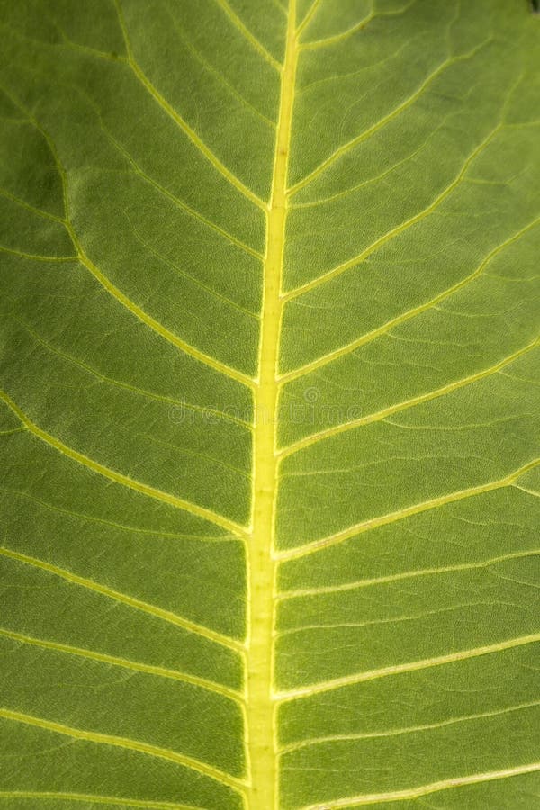 Leaf detail stock photo. Image of macro, vein, vegetation - 91139224