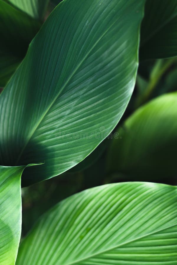 Leaf Detail Dark Leaves Leaf Pattern in Nature Stock Image - Image of ...