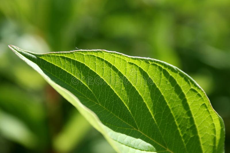 Leaf detail stock photo. Image of macro, shadow, leaf - 86266522