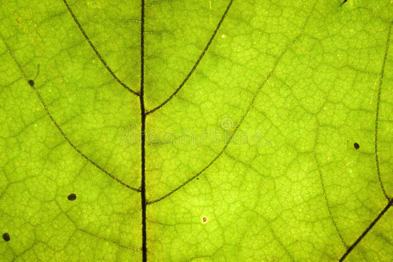 Leaf detail texture stock image. Image of ecology, background - 15233633