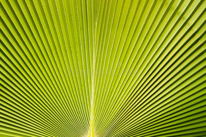 Leaf stock image. Image of season, pattern, texture, grass - 43051043