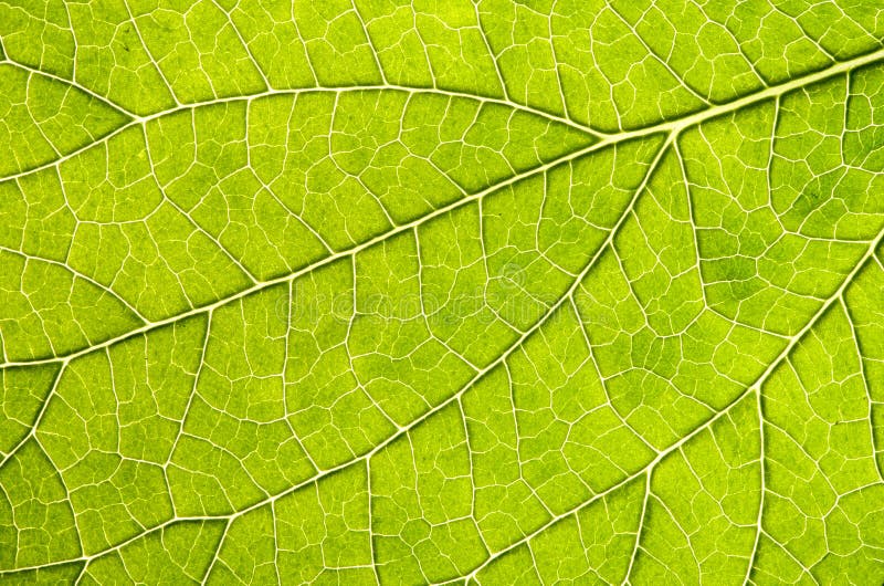 Leaf Details 001 stock image. Image of macro, abstract - 2127939