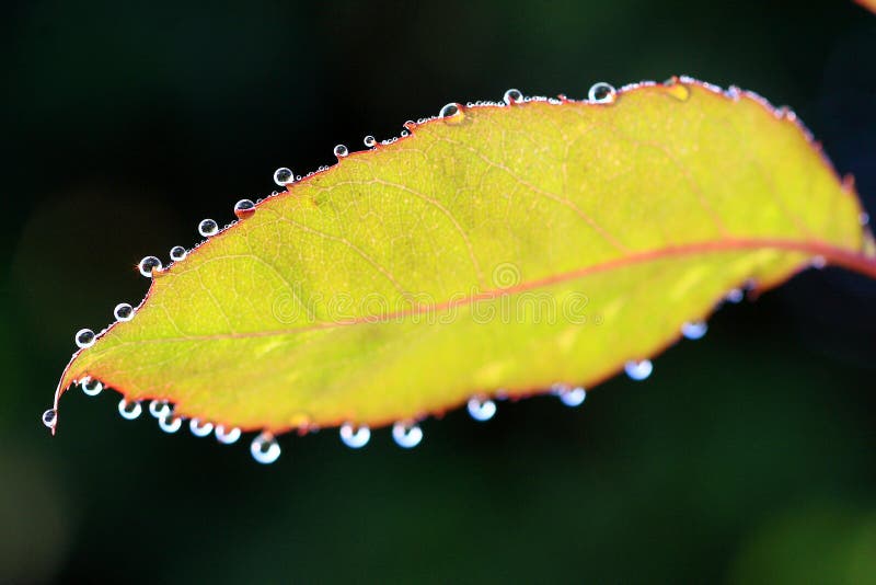Leaf dew stock image. Image of moisture, morning, raindrops - 14680725