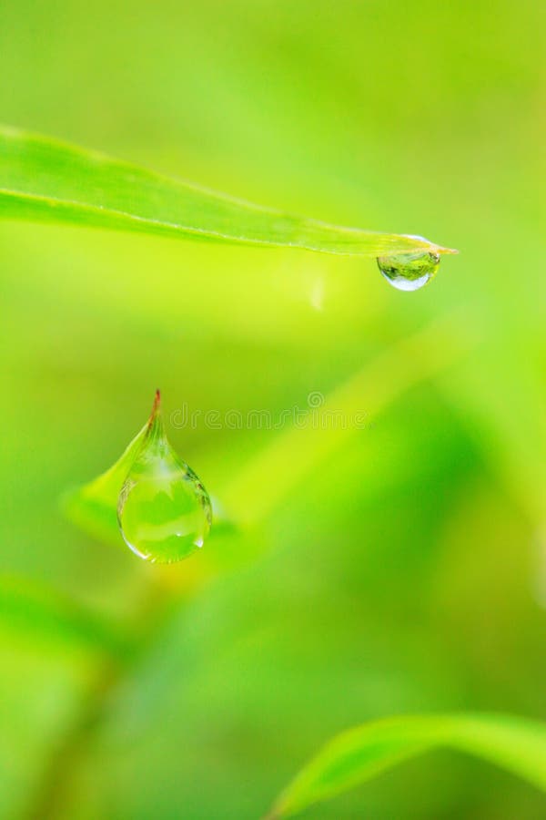 The leaf with dew stock photo. Image of clarity, morning - 5363942