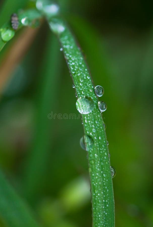 Leaf with dew stock image. Image of close, field, natural - 9739675