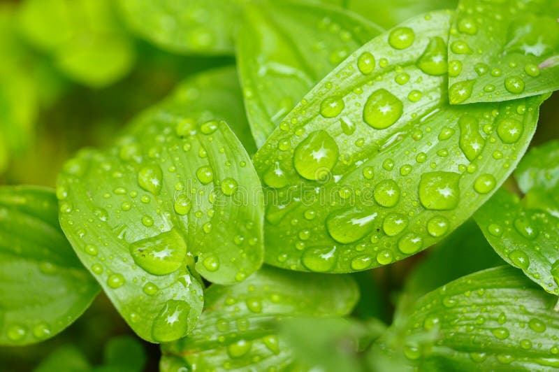 Leaf with dew stock image. Image of detail, bead, blade - 9973843