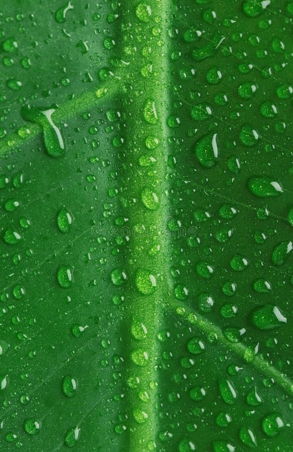 Leaf with dew drops stock photo. Image of leaf, drop - 14066998