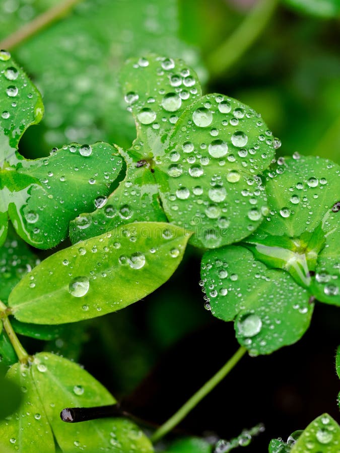 Leaf and dew stock image. Image of water, photosynthesis - 51694763