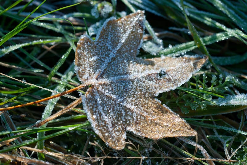 Leaf with dew months stock photo. Image of water, autumn - 25618754