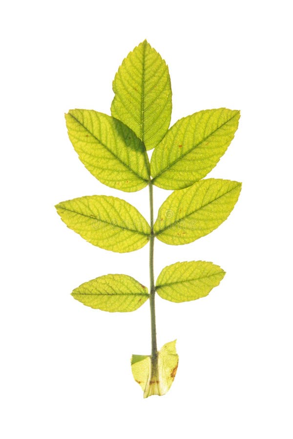 Leaf of Dog Rose Isolated on White Stock Image - Image of medicinal ...