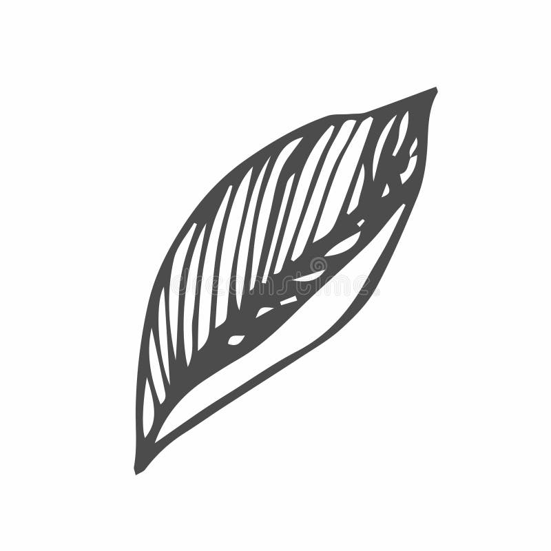 Leaf Doodle Simple Sketch. Botanic Line Sketch Stock Illustration ...