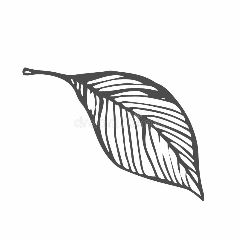 Leaf Doodle Simple Sketch. Botanic Line Sketch Stock Illustration ...