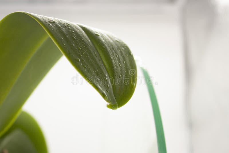 Leaf Dripping after Rain in Mexico City Stock Photo - Image of lush ...