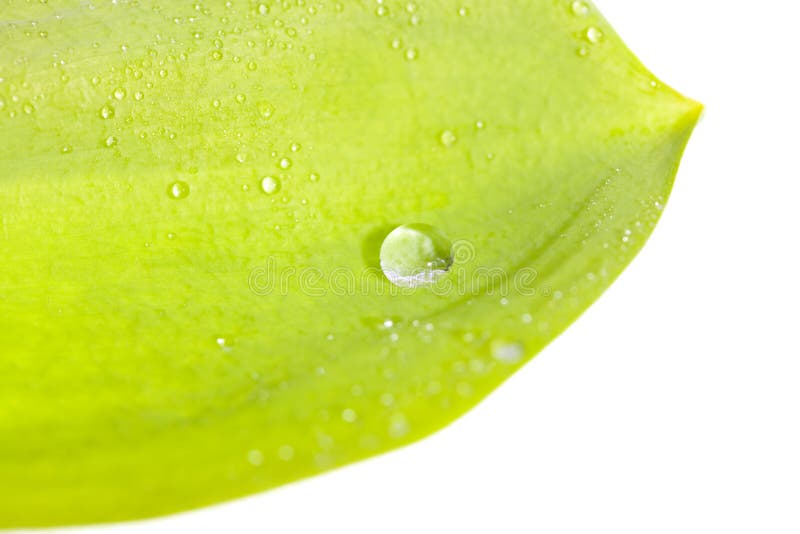 Leaf and drop stock photo. Image of summer, macro, clear - 13216844