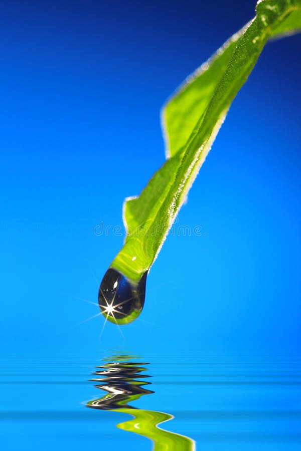 Leaf with drop stock photo. Image of healthy, concepts - 19672272