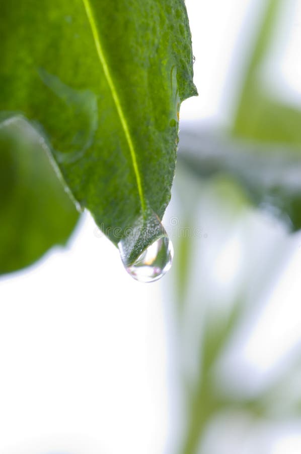 Green Leaf with Water Drops Stock Image - Image of flourishing, growing ...