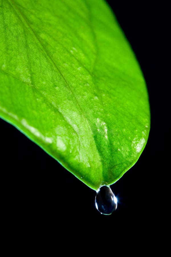 Leaf and drop stock image. Image of season, flows, rain - 4713129